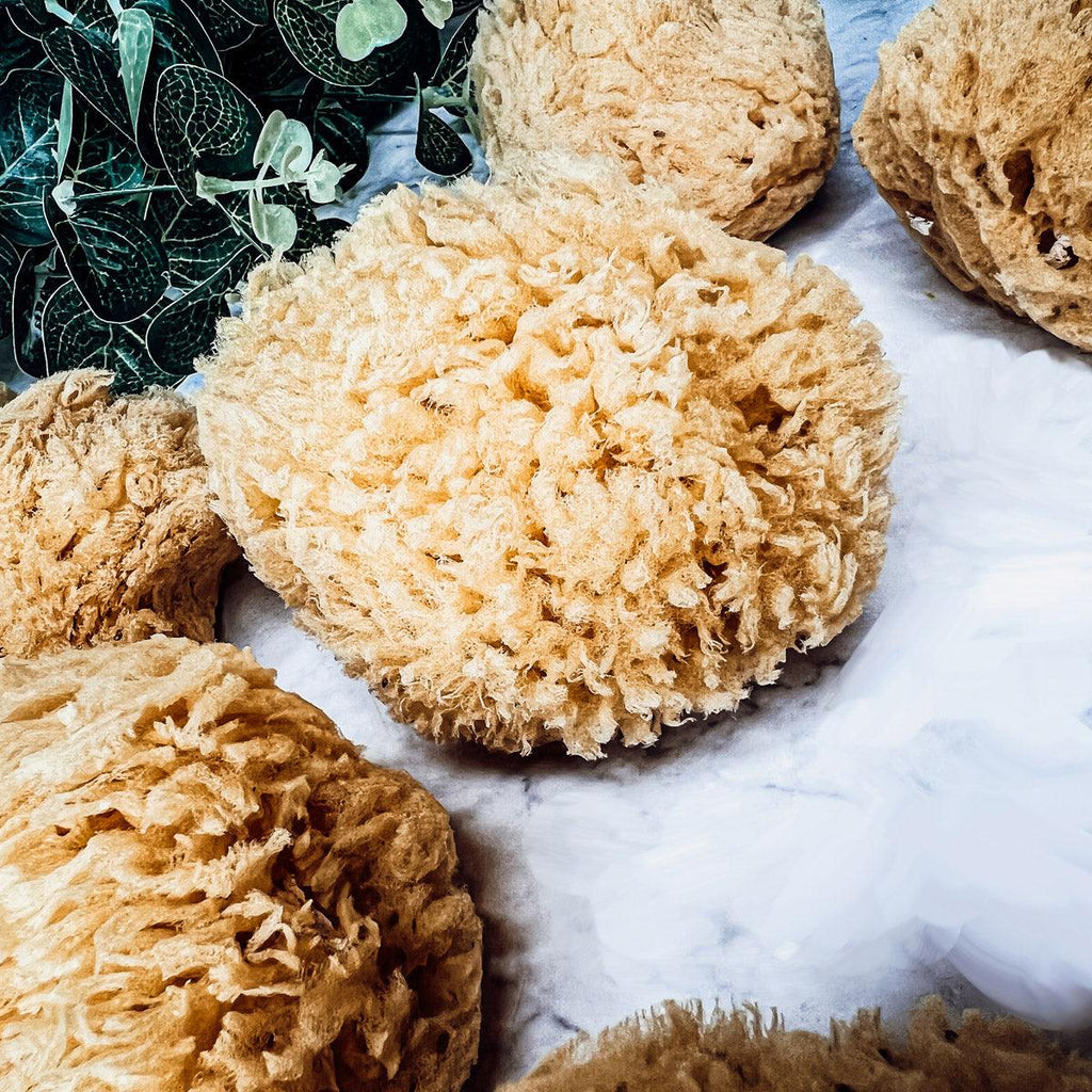 Real Dead Sea Sponges - All Natural Body Loofah and Cleaning Sponge ...